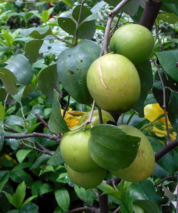 Creative Farmer Rare Red Sundari Apple Ber Jujube Fruit Layering Live ...