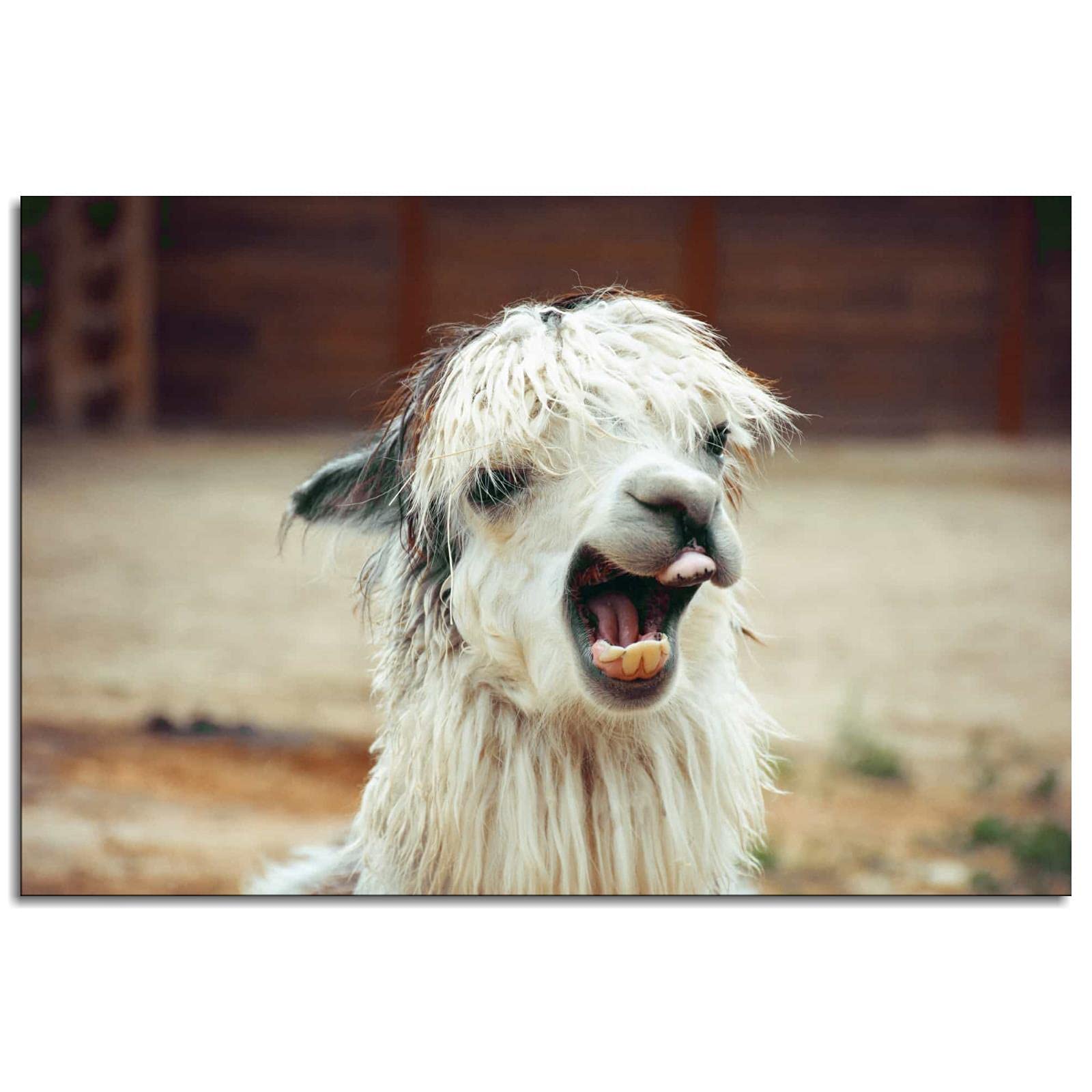 Llama Meme