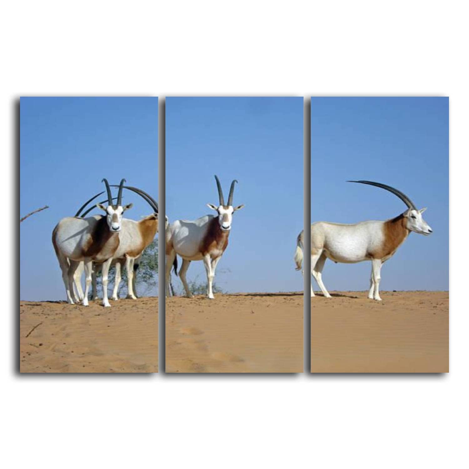 Scimitar Horned Oryx Mount