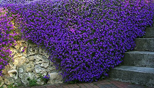 Aubretia o Aubrezia: pianta ornamentale ideale per giardini rocciosi