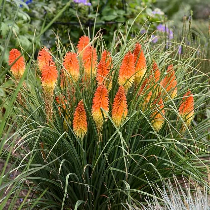 Amazon.com : Votaniki Backdraft Red Hot Poker Bulbs - Perennial ...