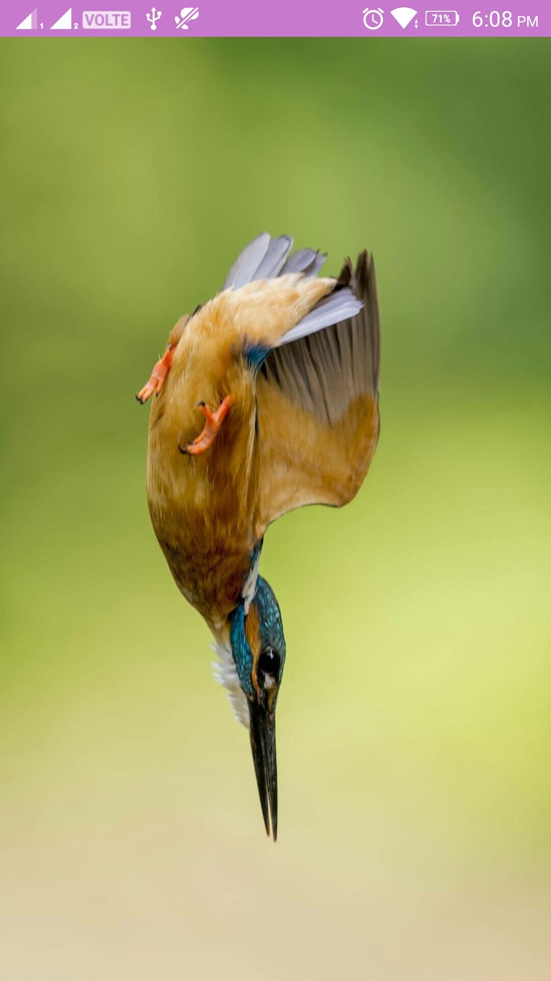 Kingfisher Catching Fish Wallpaper 60+ Victorious Kingfisher Stock