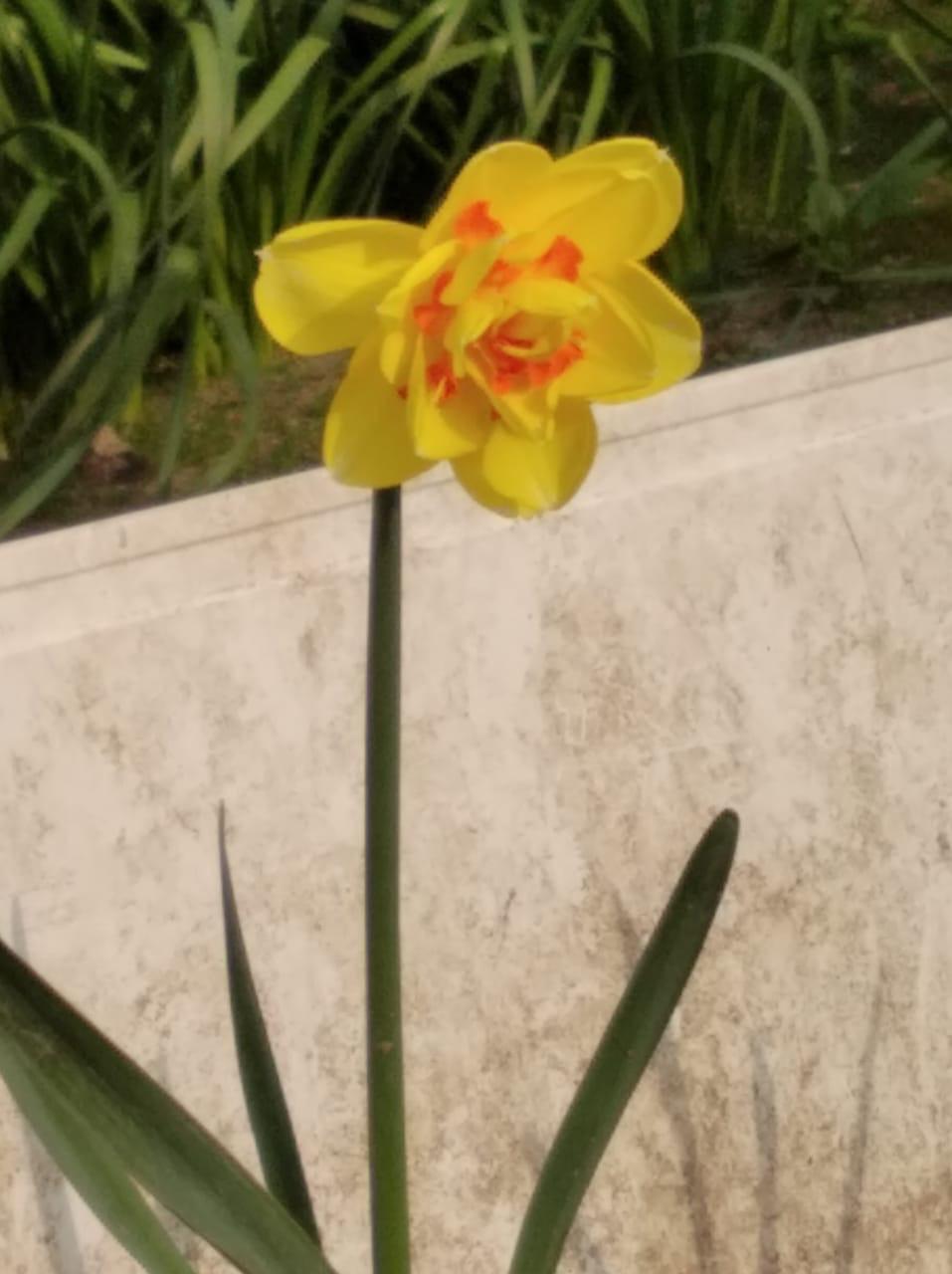 Amazon.com : Burpee Double Mix Daffodil | 12 Large Flowering Fall Bulbs ...