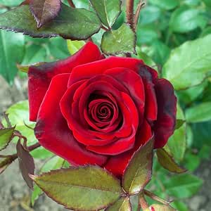 Amazon.com : Rose Plant Live, Hybrid Tea Rose Bush Live Plant, 5-9 Inch ...