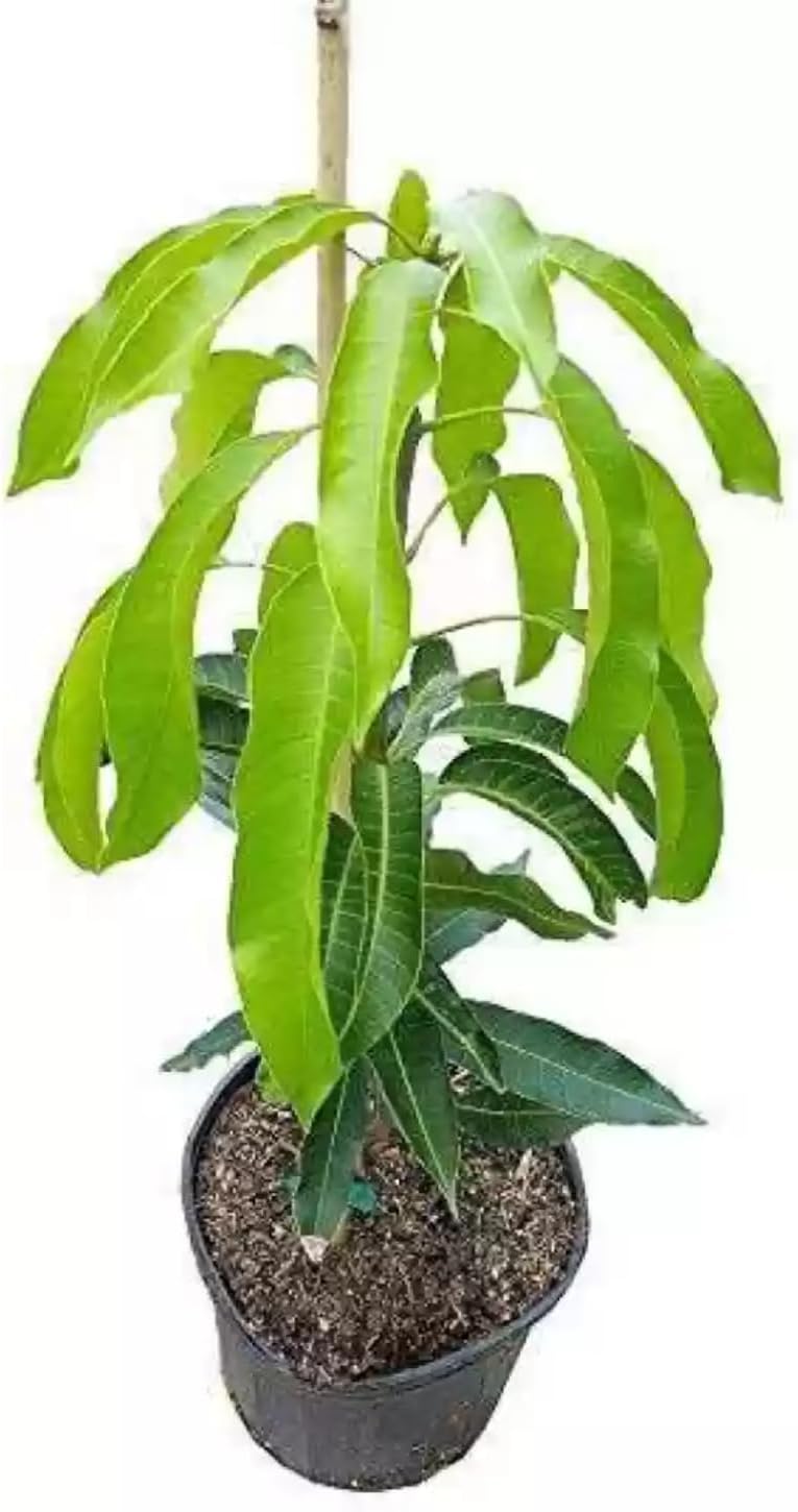 Pyanabi Thai All Time Mango Plant Grafted (plant Height 2-3 Feet) Fruit ...