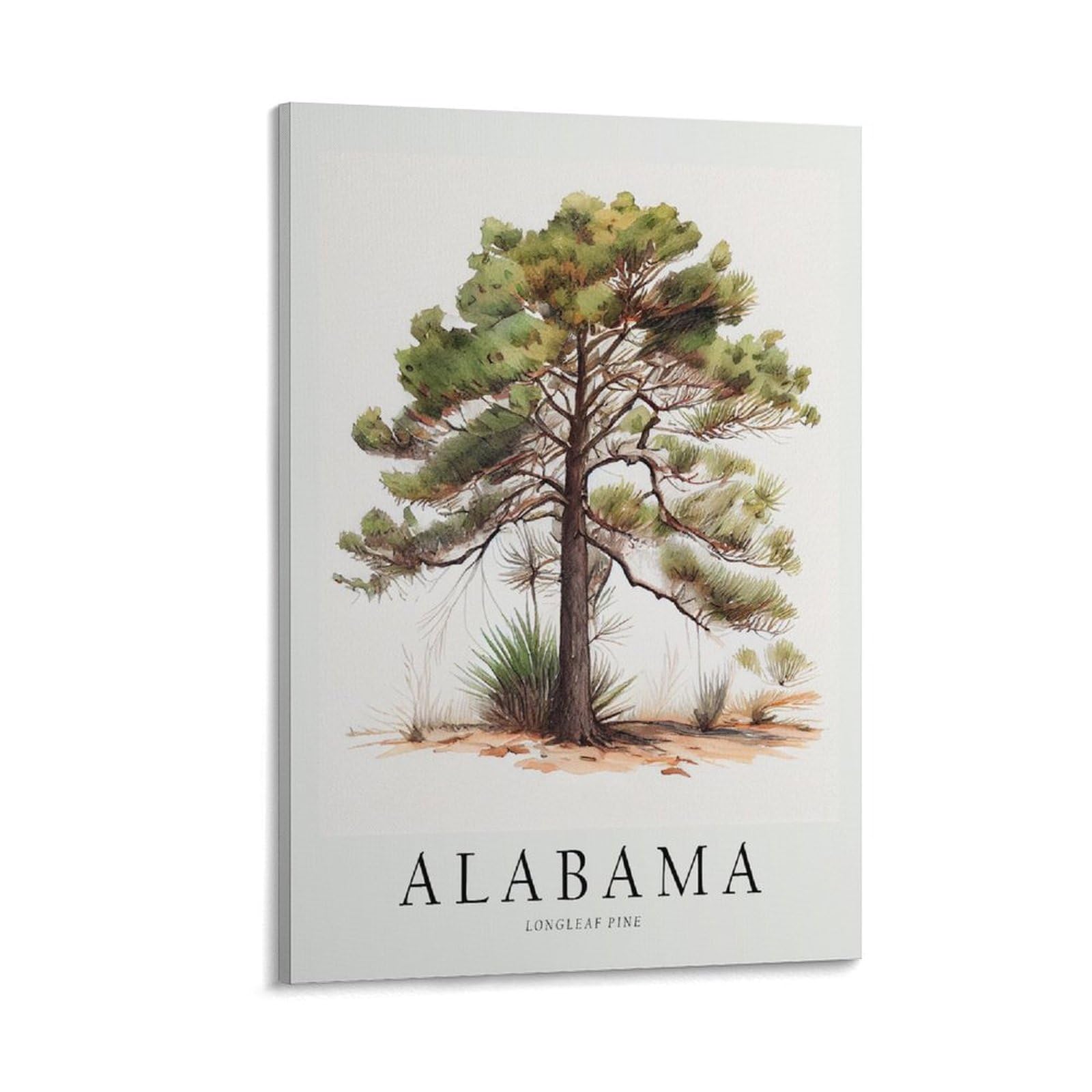 Alabama State Tree Amazon.com : Slash Pine Tree | 3 Large Gallon Size