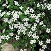 Bacopa Snowtopia Garden Plant Half-Hardy Annual Flowering Garden Plants ...