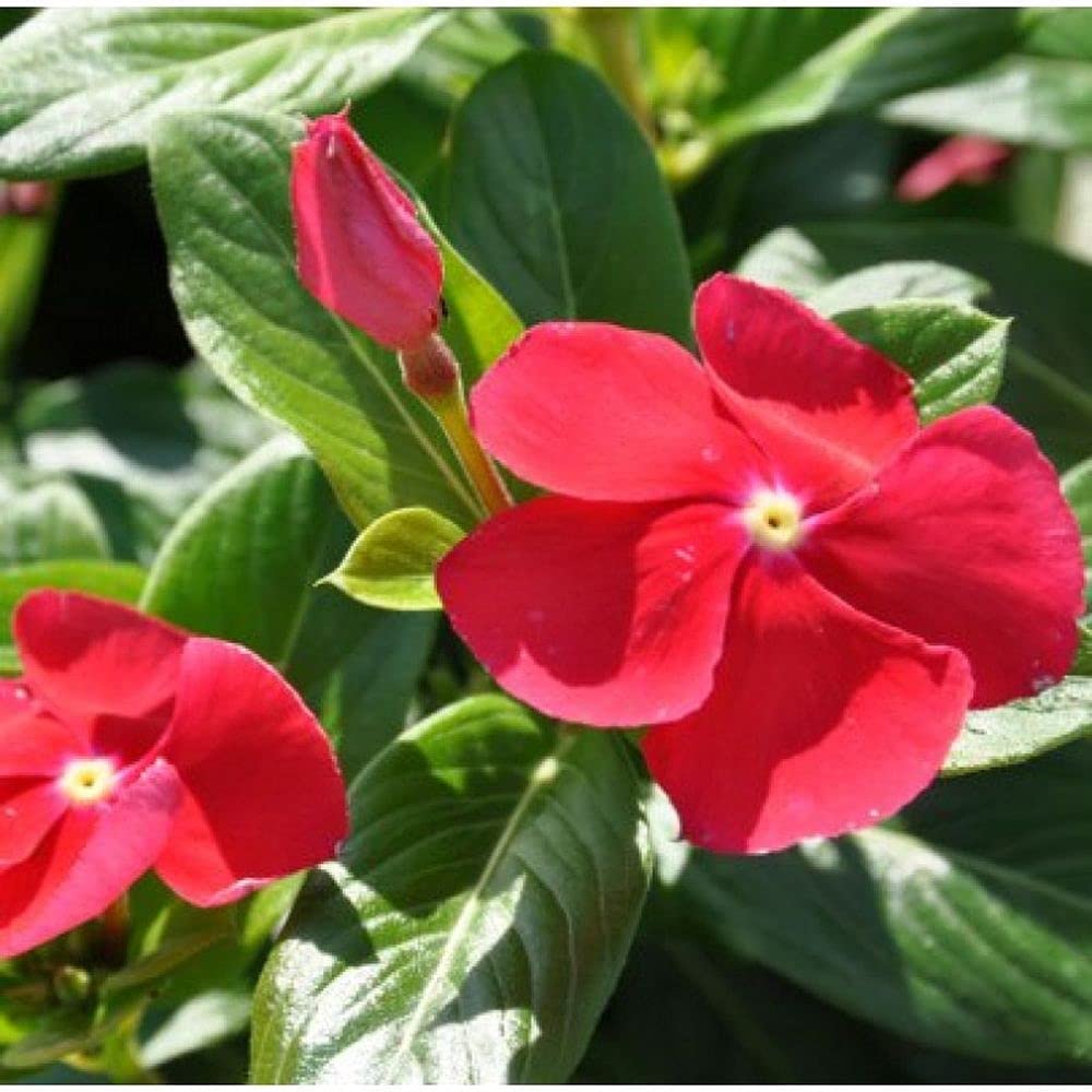 Hybrid vinca seeds (30 fresh seeds) : Amazon.in: Garden & Outdoors