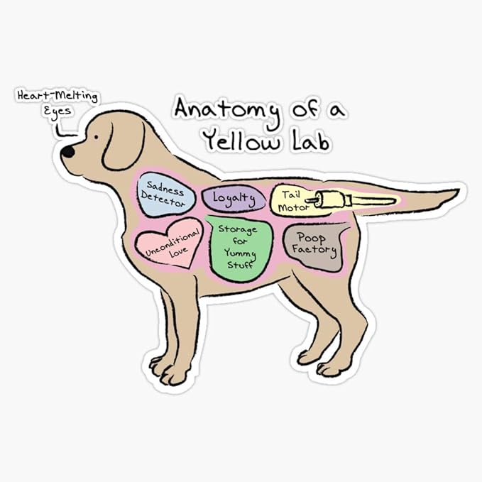 Amazon.com: Anatomy Of A Yellow Lab Sticker Vinyl Waterproof Sticker ...