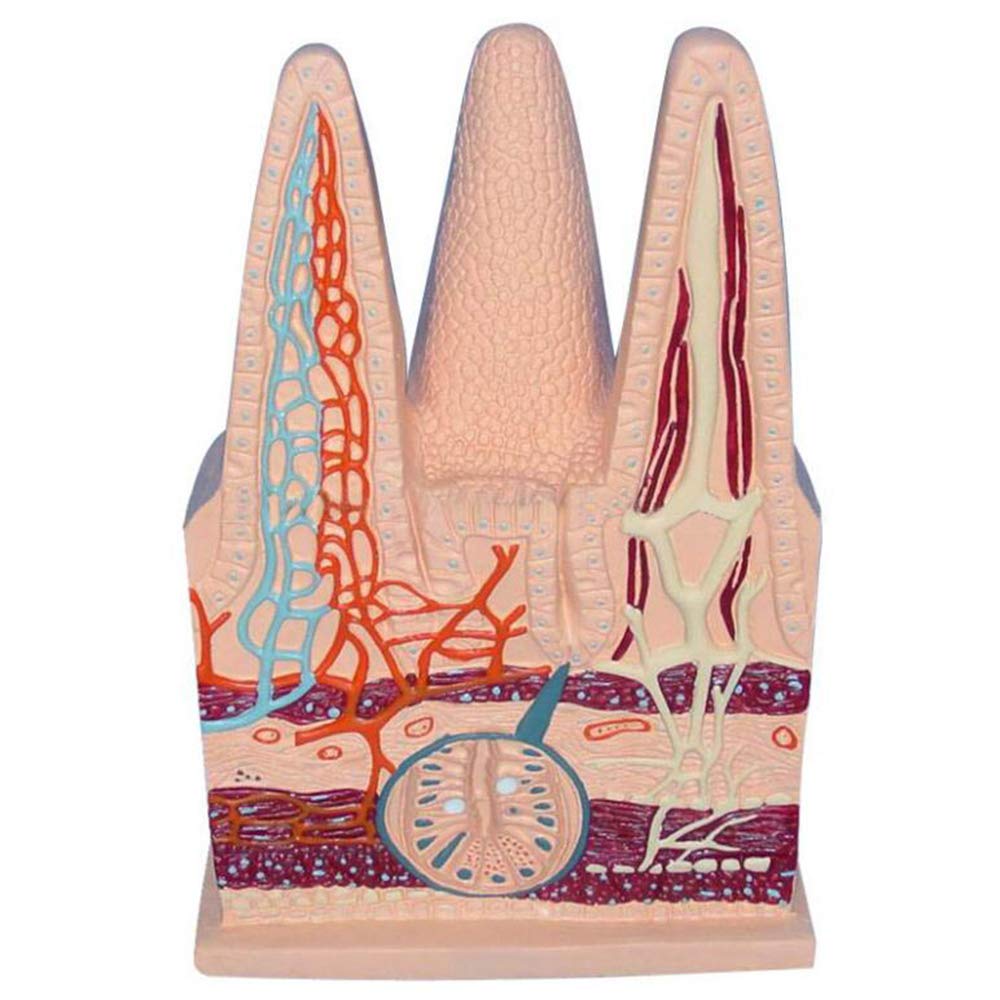 Buy Intestinal villus model - Human Three Dimensional Model of ...