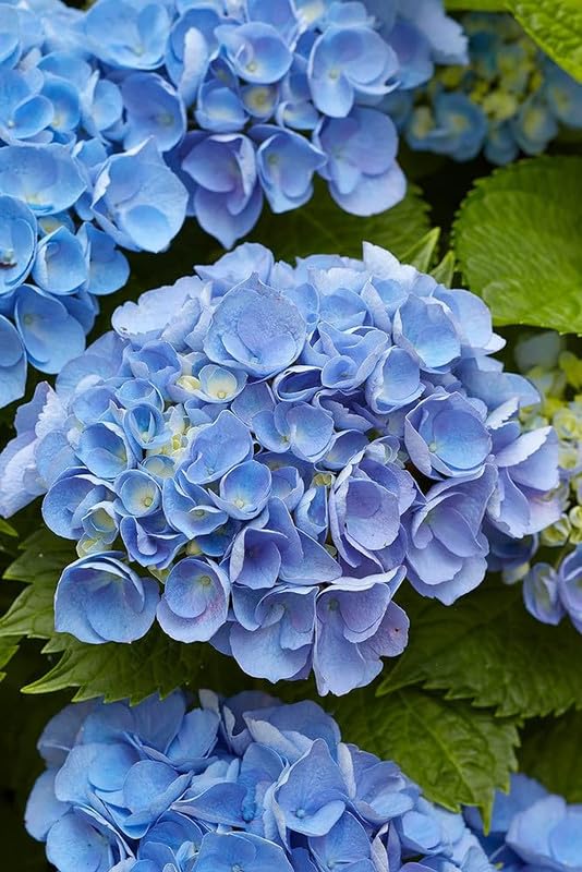 Rare Dwarf Hydrangea macrophylla Blue Pink Hydrangea 1 Healthy Live ...