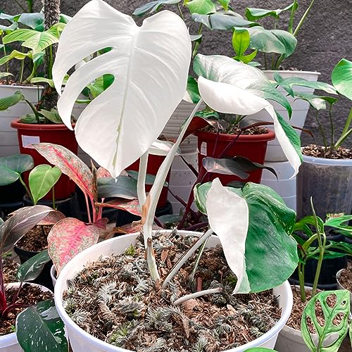 10 Mejores Monstera Deliciosa Variegata 2024. Mi Experiencia y Opiniones.