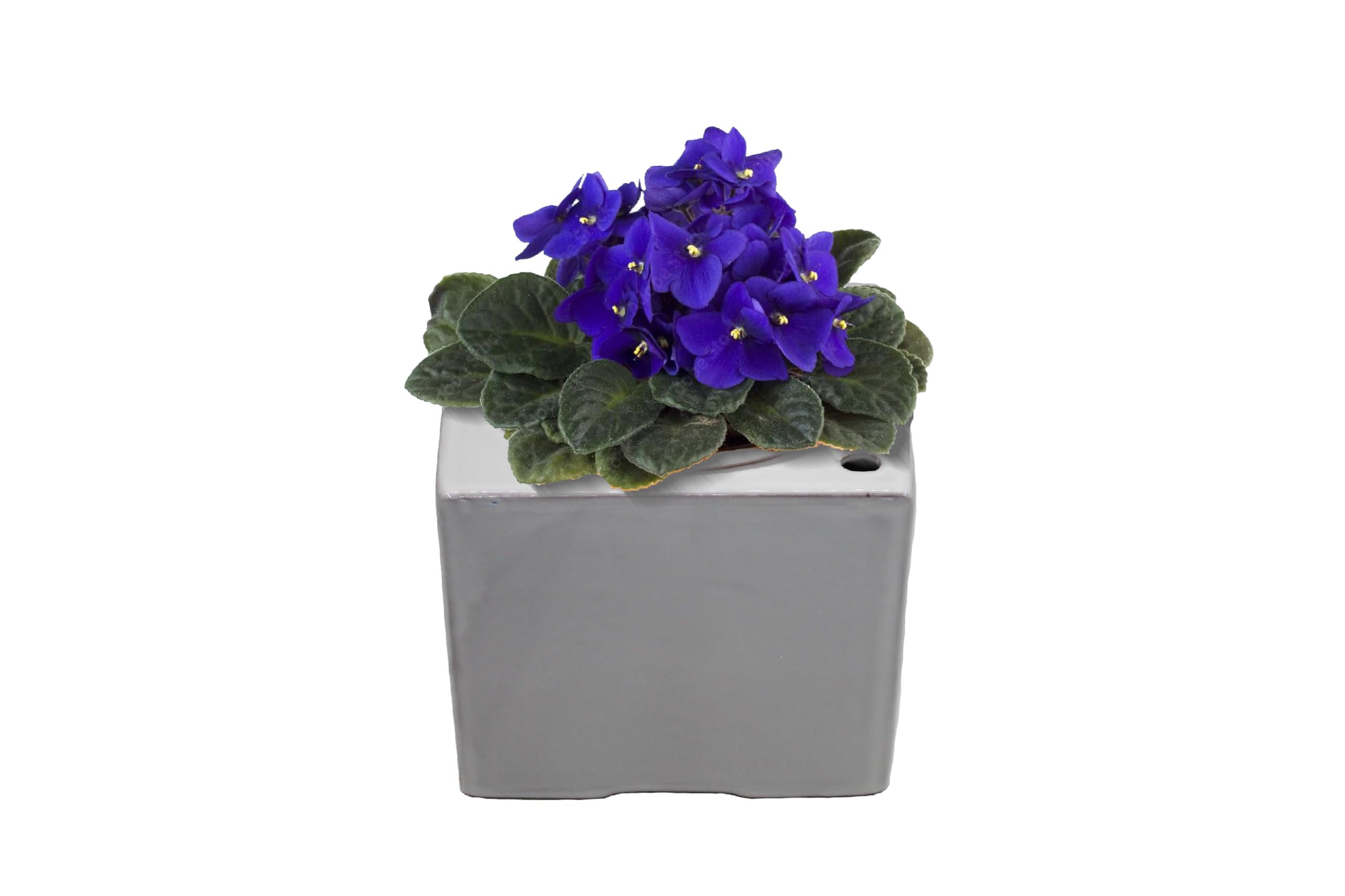 Snapklik.com : Ceramic African Violet Self Watering Pot 6 Inch Square ...