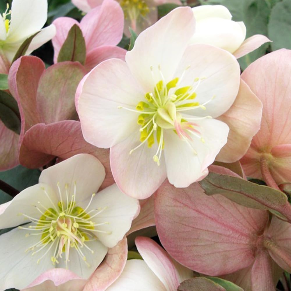 Amazon.co.jp: ITANSE クリスマスローズ HGC マホガニースノー 6号 1個売り【品種で選べる花苗】変化する花色が楽しめる : DIY・工具・ガーデン