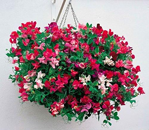 Flower Seeds : Sweet Peas Trailing Royal Mixed Growing Seeds Pots Of ...