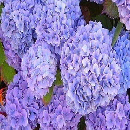 Amazon.com: Just a Closer Walk with Thee : Phyllis Morgan Chetakian ...