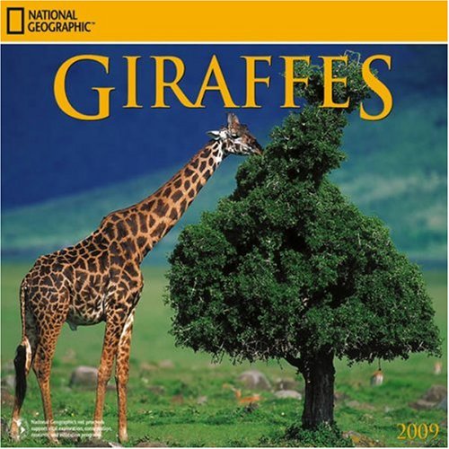 National Geographic Giraffes 2009 Calendar: Wall: 9781554560981: Amazon ...