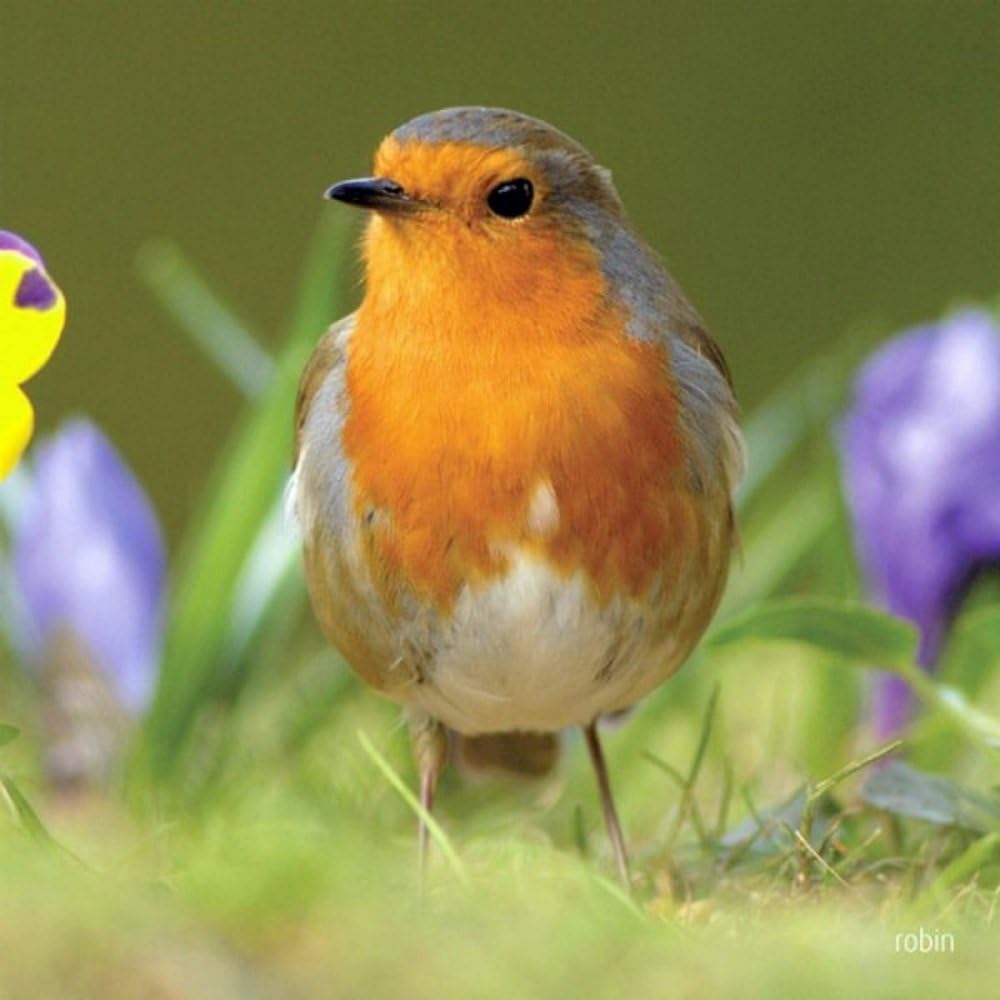 Robin In Spring Sound Card : Amazon.co.uk: Stationery & Office Supplies