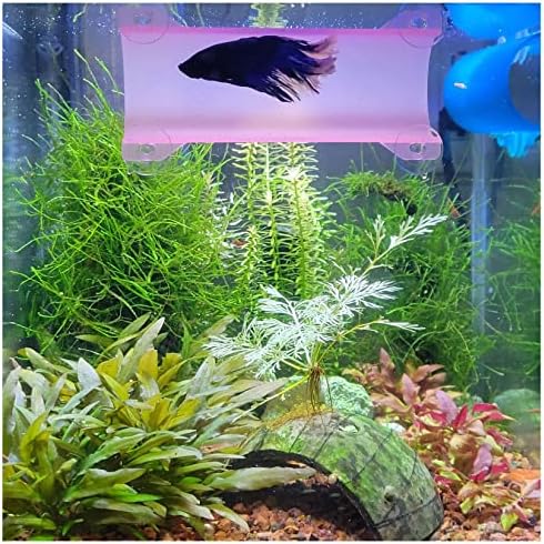 Tiff’s Fish's Amazon Page