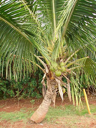 ROYAL LAND Early Bearing High Yielding Hybrid Coconut Live Plant ...