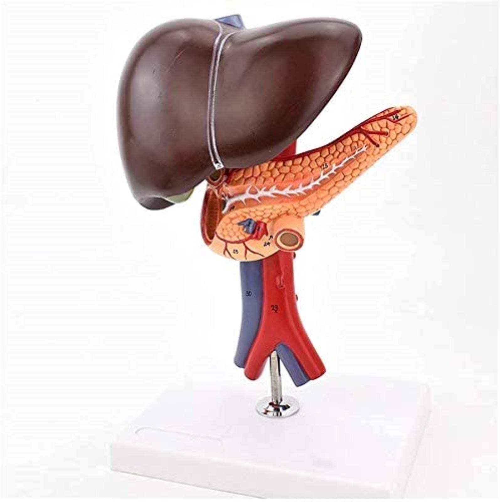 Buy Life Size Liver Organ Model, Anatomy Model Liver Pancreas And ...