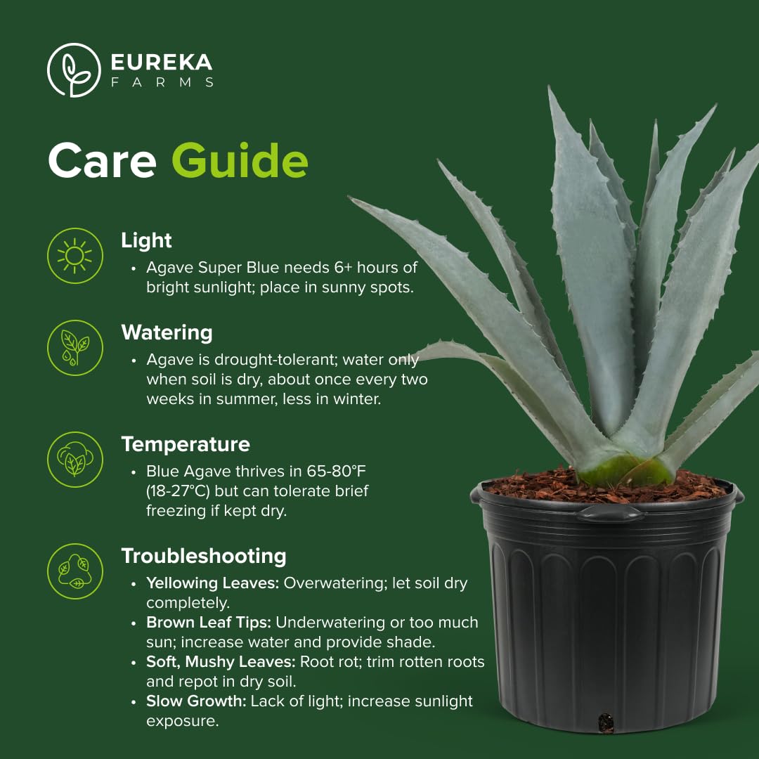 Factsheet Agave Americana Century Plant Agave Americana 'Nova'