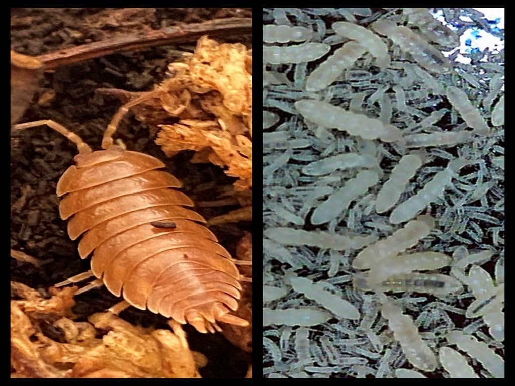 Amazon.com: Giant Orange Isopods (Qty-10) & Springtails (8 oz Seeding ...