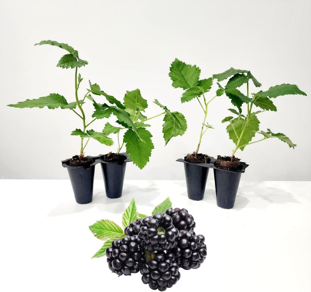 Amazon.com : 5 PrimeArk Freedom Thornless BlackBerry Plants : Patio ...