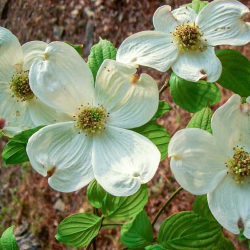 Cornejo De Flores Blancas Vendemos Plantas De Cornejo Blanco, Cornus