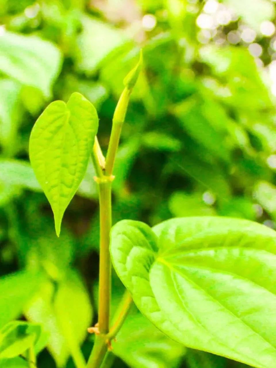 Green Thumb GARDENS Betel Leaf Paan/Pan Patta Healthy Live Plant, 1 ...