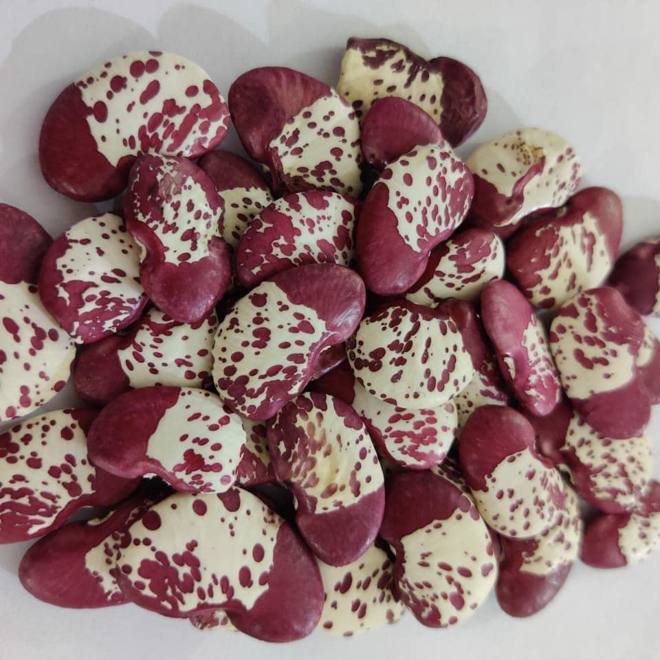 Lima beans 500gms | Zero chemicals | Natural | Double beans : Amazon.in ...