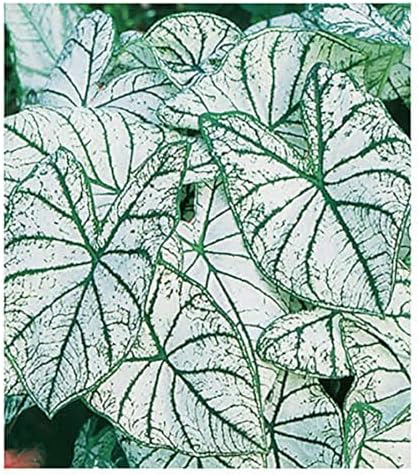 Amazon.com : Fancy Leaf Caladium - June Bride - Large Size Root - Zones ...