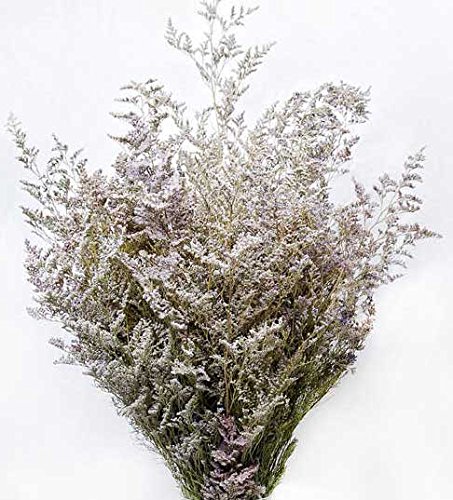 Buy BD Crafts natural dried caspia flowers - 4oz bumch Online at Low ...