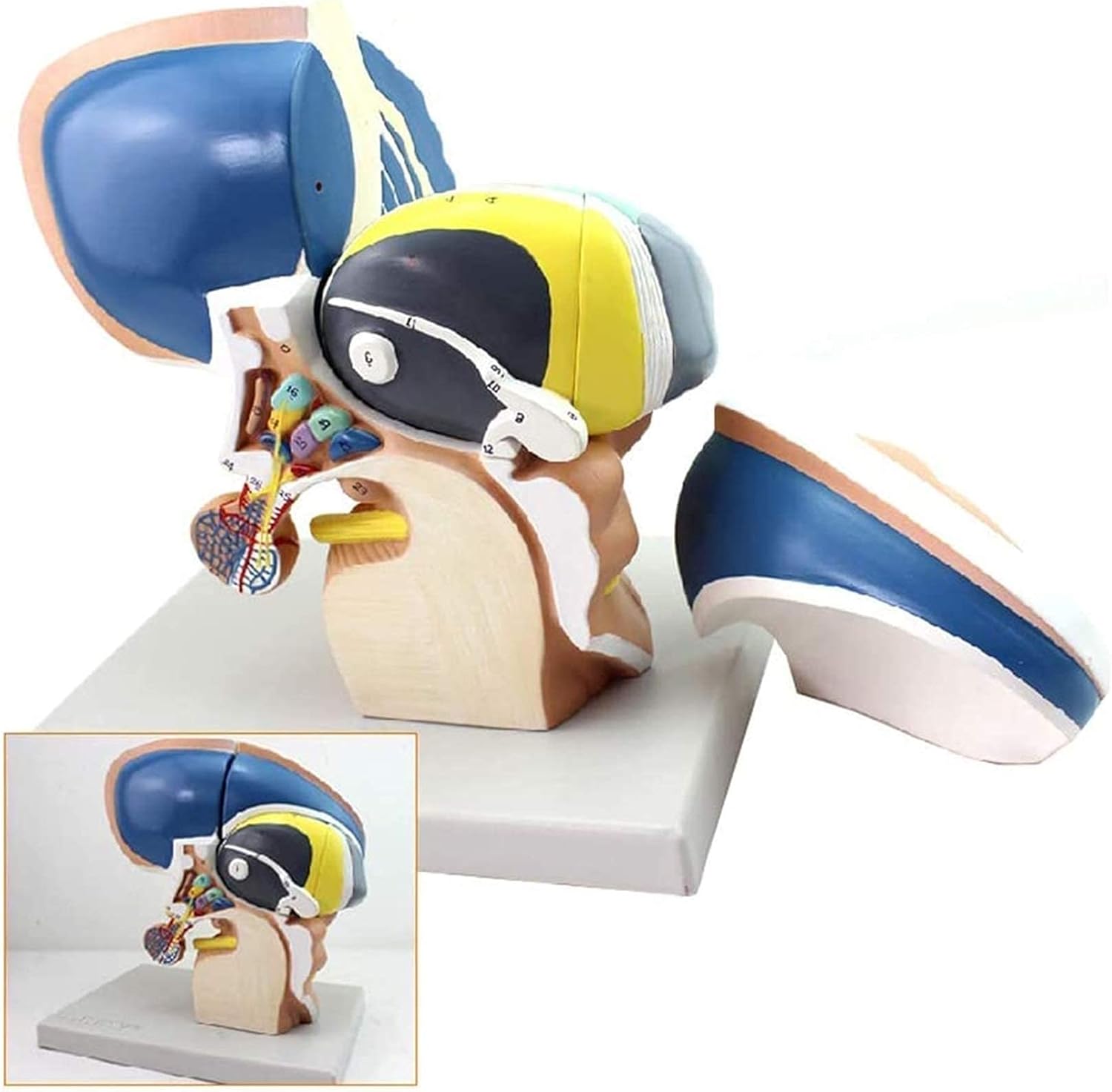Study Model Human Anatomy Science Models - Neuro Anatomical Thalamic ...