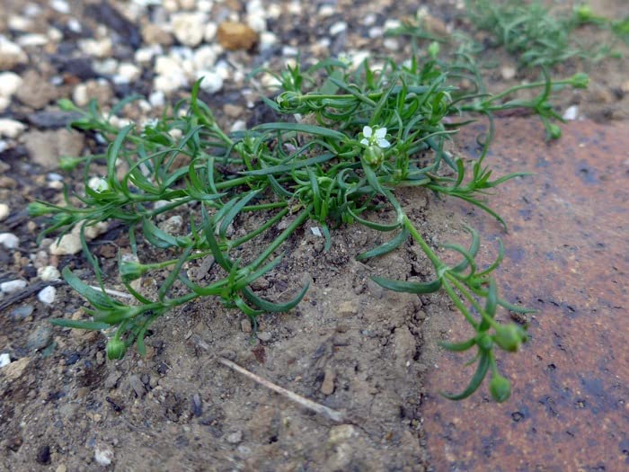 Amazon | MBC(丸和バイオケミカル) 芝生用除草剤 MCPP液剤 100ml | 除草剤