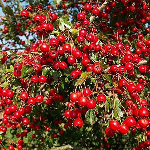 Chinese hawthorn - How to grow & care