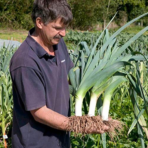 Amazon.com : Leek Large American Flag Great Heirloom Garden Vegetable ...