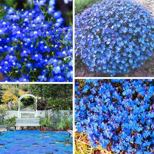 Amazon.com : Dichmag 15000 Blue Creeping Thyme Seeds for Planting Non ...