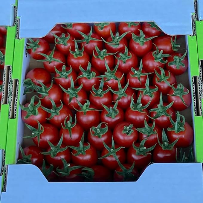 Amazon.co.jp: 熊本産 フルーツトマト 約1kg 箱込み 2S～2L 不揃い 優品 訳あり (002) 野菜 フルーツ 熊本 食品 旬 トマト フルーツ : 食品・飲料・お酒