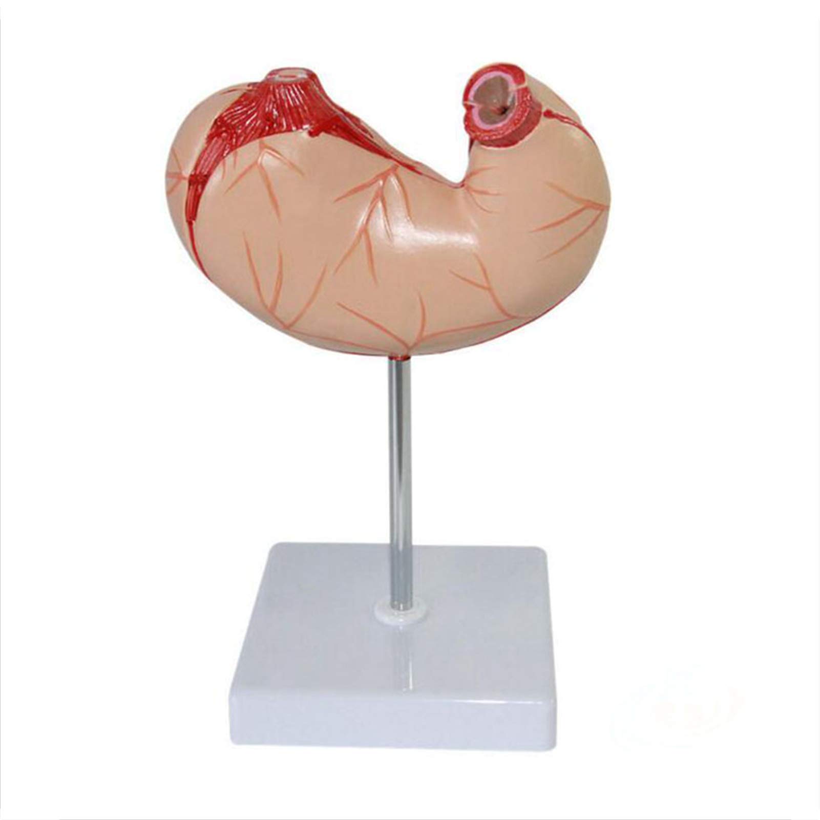 Buy XYXZ Anatomy Model Life Size Human Stomach Anatomical Model ...