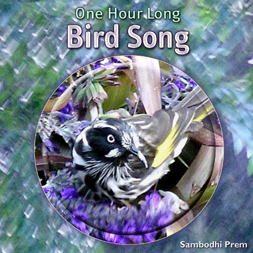 Amazon.com: One Hour Long Bird Song : Sambodhi Prem: Digital Music
