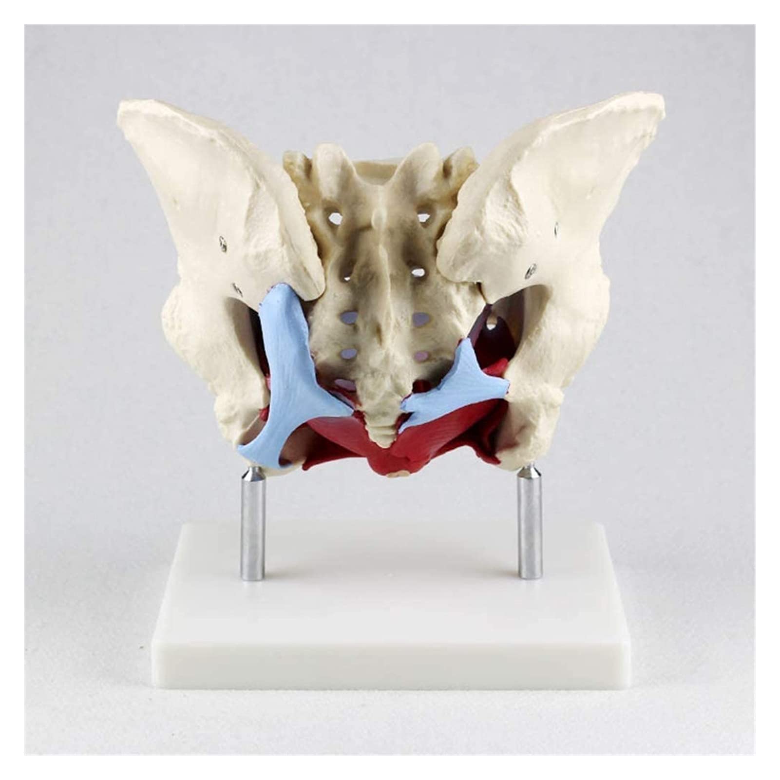 Study Model Medical Female Pelvis Anatomical Model Of Actual Size ...