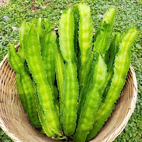 Winged bean - How to grow & care
