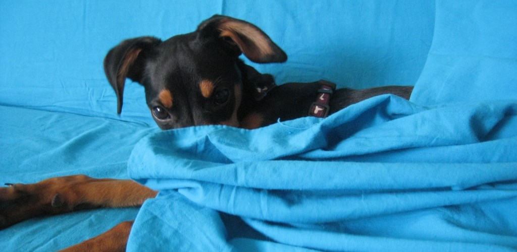 Mookie - Dog Diary:Amazon.com:Appstore for Android