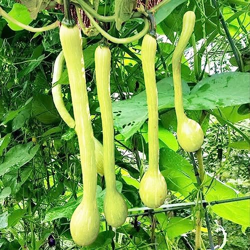 Amazon.com : TomorrowSeeds - Tromboncino Squash Seeds - 30+ Count ...