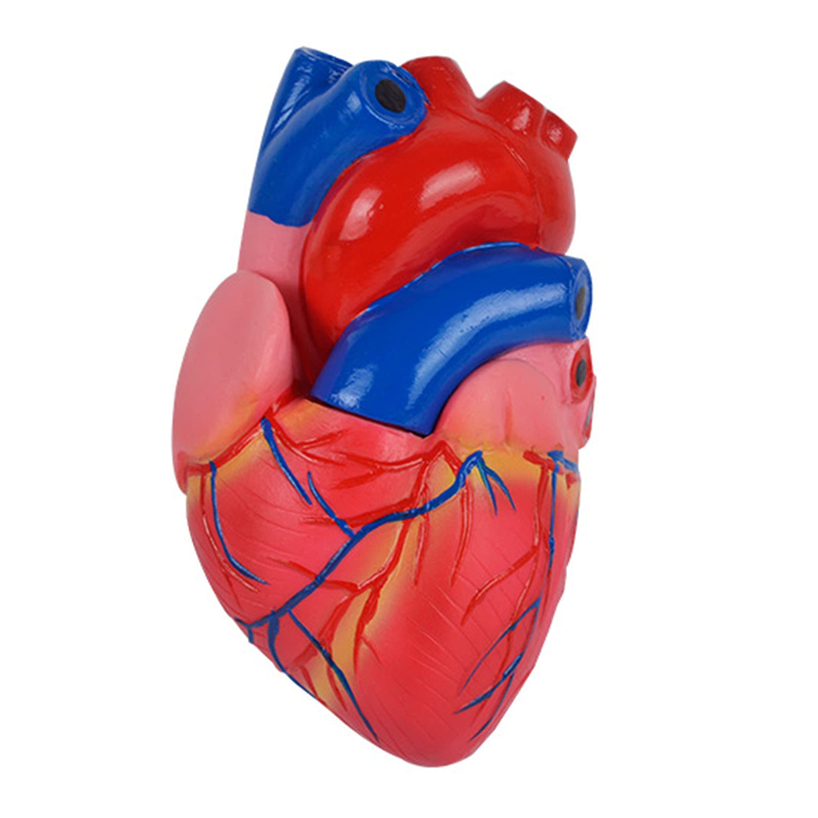 Anatomisch Hart