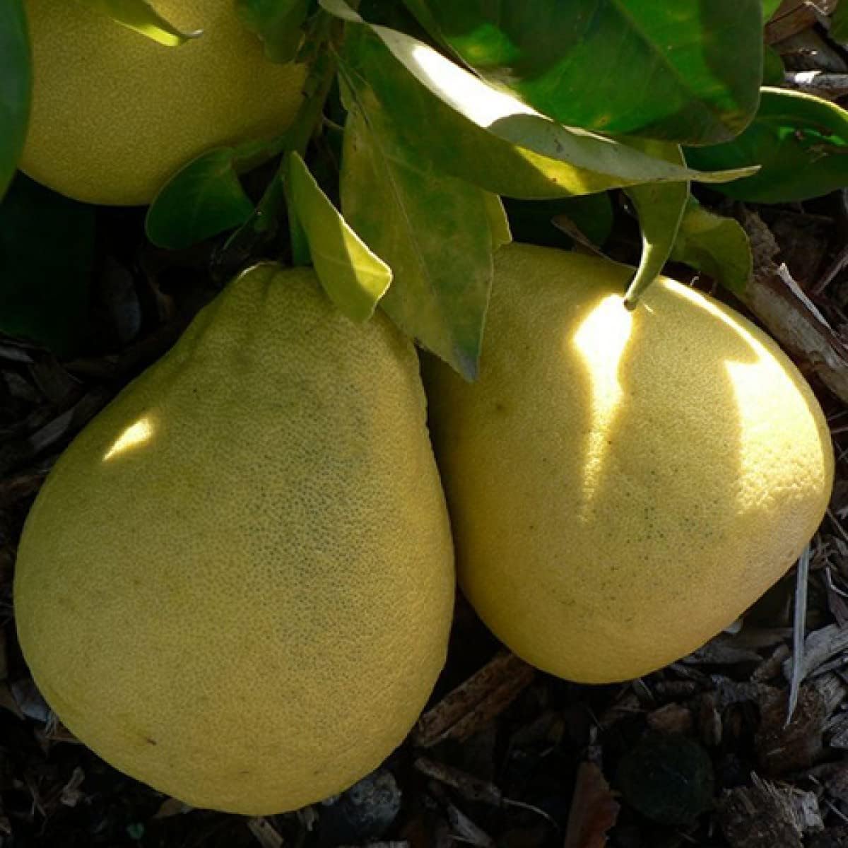 Amazon.com : Hirado Butan Pummelo Grapefruit Tree - 2-3 Feet Tall - Live Plant in a 5 Gallon Pot ...