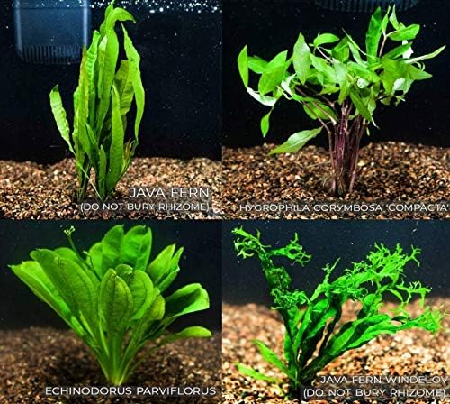 Amazon.com: 4 Species Freshwater Live Aquarium Plant Package Set Java ...