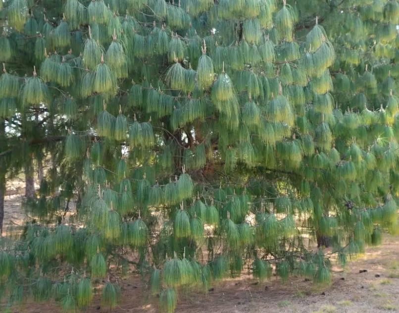Amazon.com : Mexican Weeping Pine Tree Seeds for Planting (30 Seeds ...