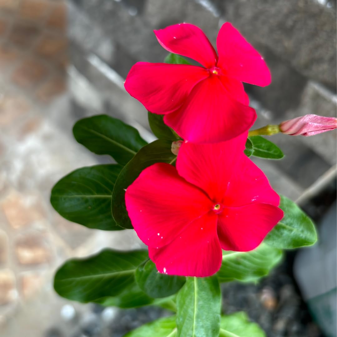 Vinca Rosea Red Catharanthus Roseus (Madagascar Periwinkle)
